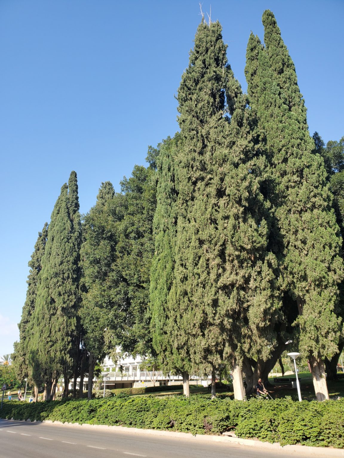 שני צעדים לעץ ירוק, עיצוב רחובות לאור משבר האקלים | אורבנולוגיה